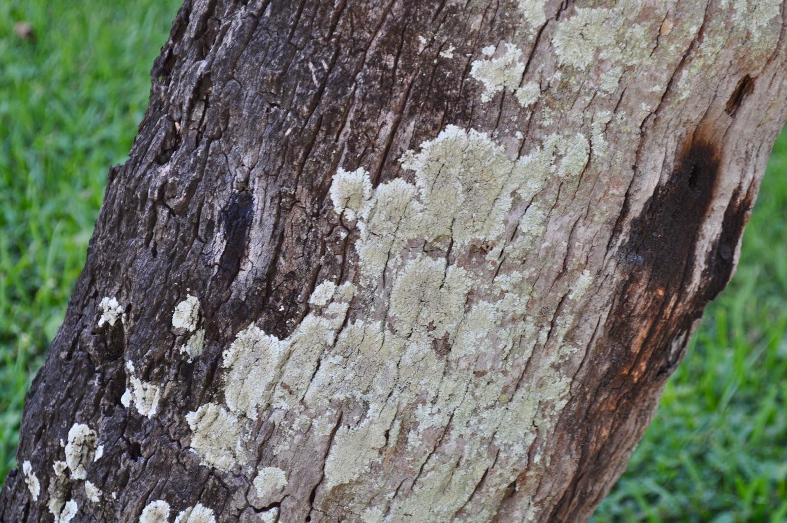 White Fungus On Palm Tree Bindu Bhatia Astrology White Fungus On Palm Tree Bindu Bhatia Astrology