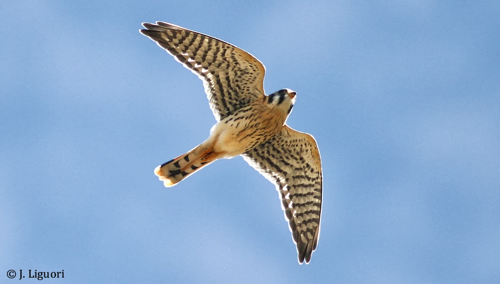 Raptor Identification and Photography: October 2013