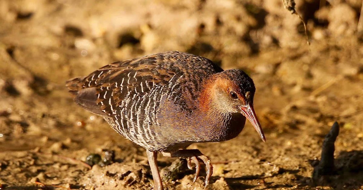 Avithera: Lewin’s Rail
