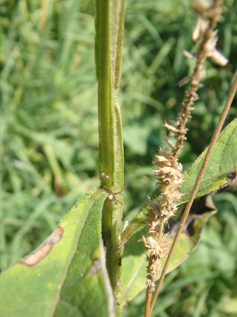 Earth and Space News: Wingstem Verbesina alternifolia: Bright Yellow ...