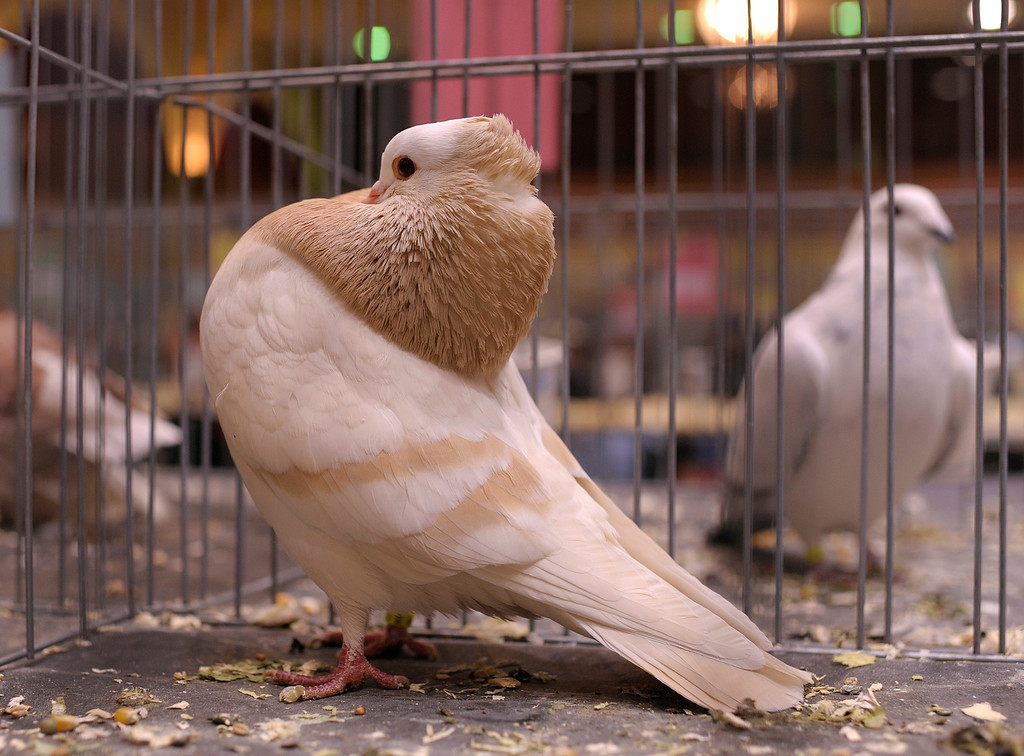World of Pigeons and Doves: Mookee Pigeon
