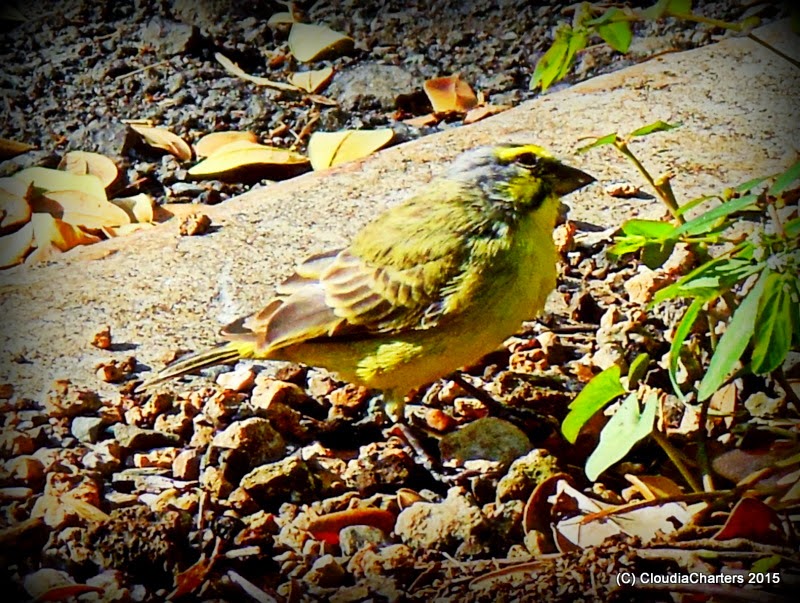 Comfort Spiral: Waikiki Bird Wednesday