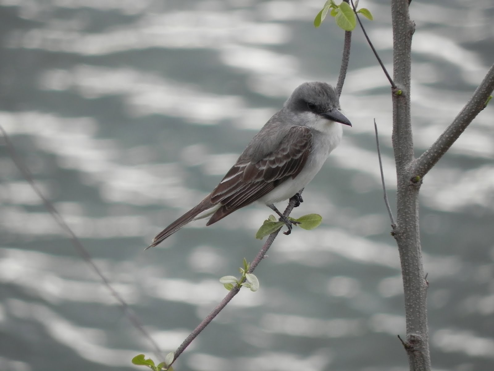 Birds of the Dominican Republic