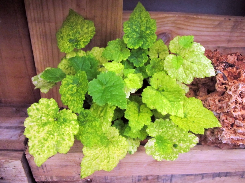 Plantas y flores: Tolmiea menziesii