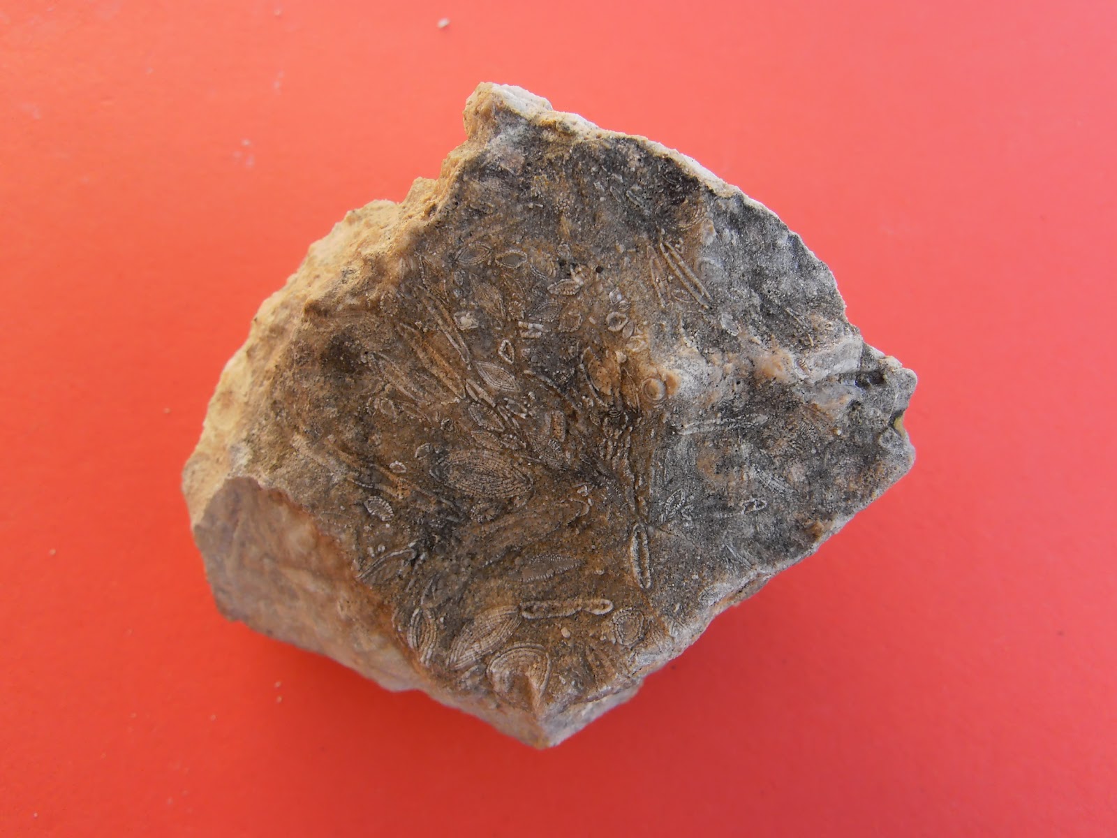 Fossil corals: Fossil corals: Foraminifera Nummulites