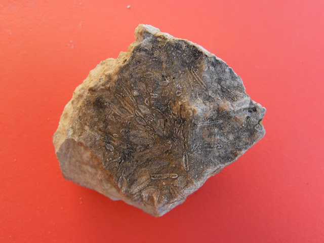 Fossil corals: Fossil corals: Foraminifera Nummulites