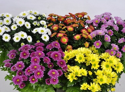 14+ Baru Gambar Tanaman Hias Daun Beserta Nama Latinnya, Tanaman Hias