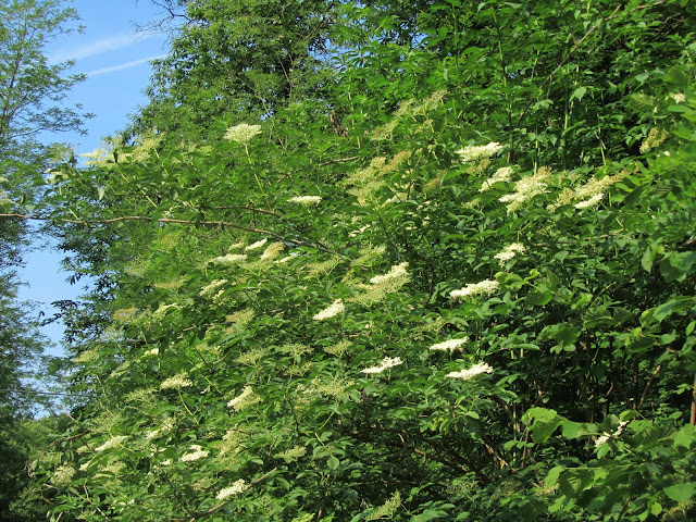 Coltivazione del Sambuco (Sambucus nigra), Dove Cresce? | Il Gusto ...