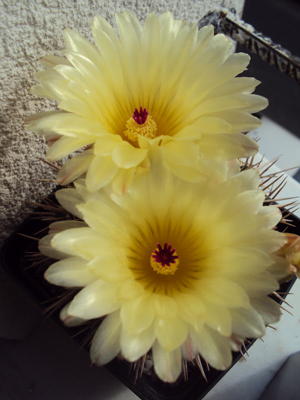 APRENDIENDO ENTRE ESPINAS: Notocactus mammullosus (Parodia mammullosa ...