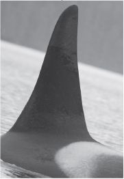 Orcinusorca: A1 pod - A12 matriline