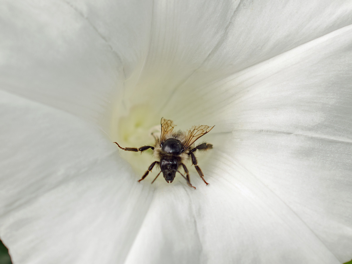 Wanderin' Weeta (With Waterfowl and Weeds): 06/01/2013 - 07/01/2013