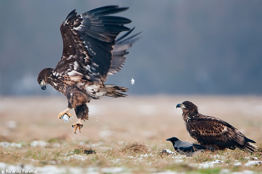 Ricardo Peralta. Fotógrafo de Naturaleza: Fotografiando en Polonia al ...