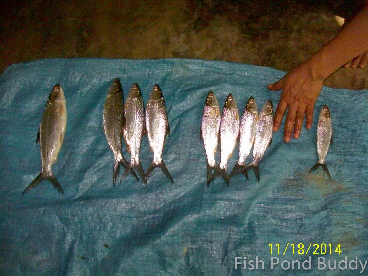 Fish Pond Buddy: How Much to Feed your Milkfish ("Bangus") - Use Samples