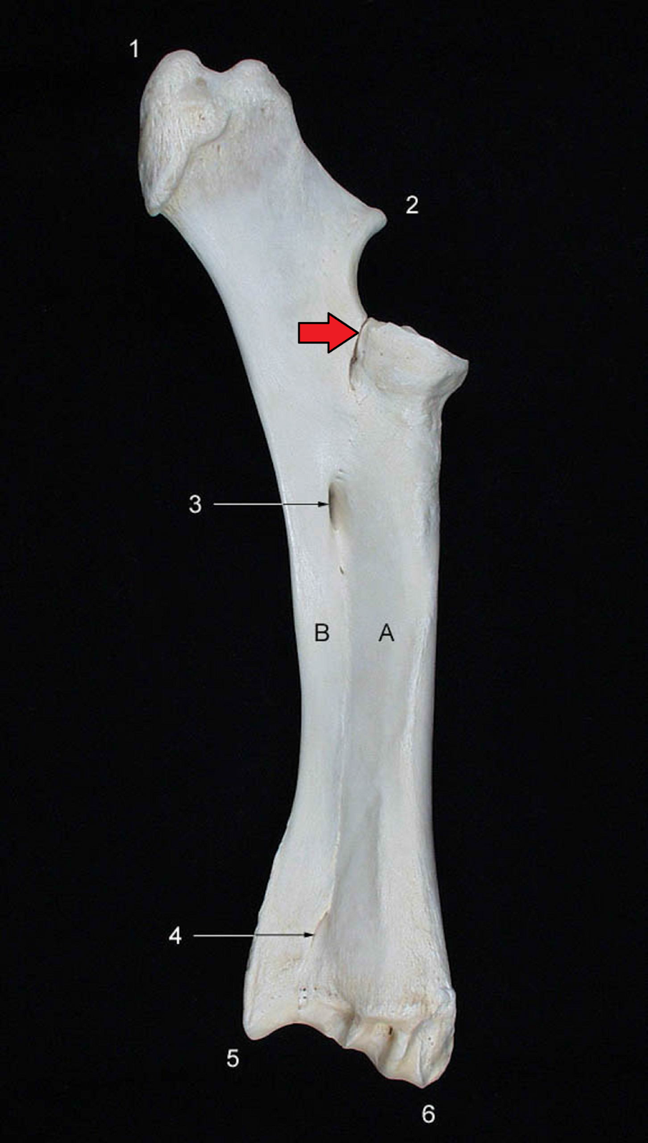Medicina Veterinária - Práticas em Laboratório de Anatomia: Rádio e ...