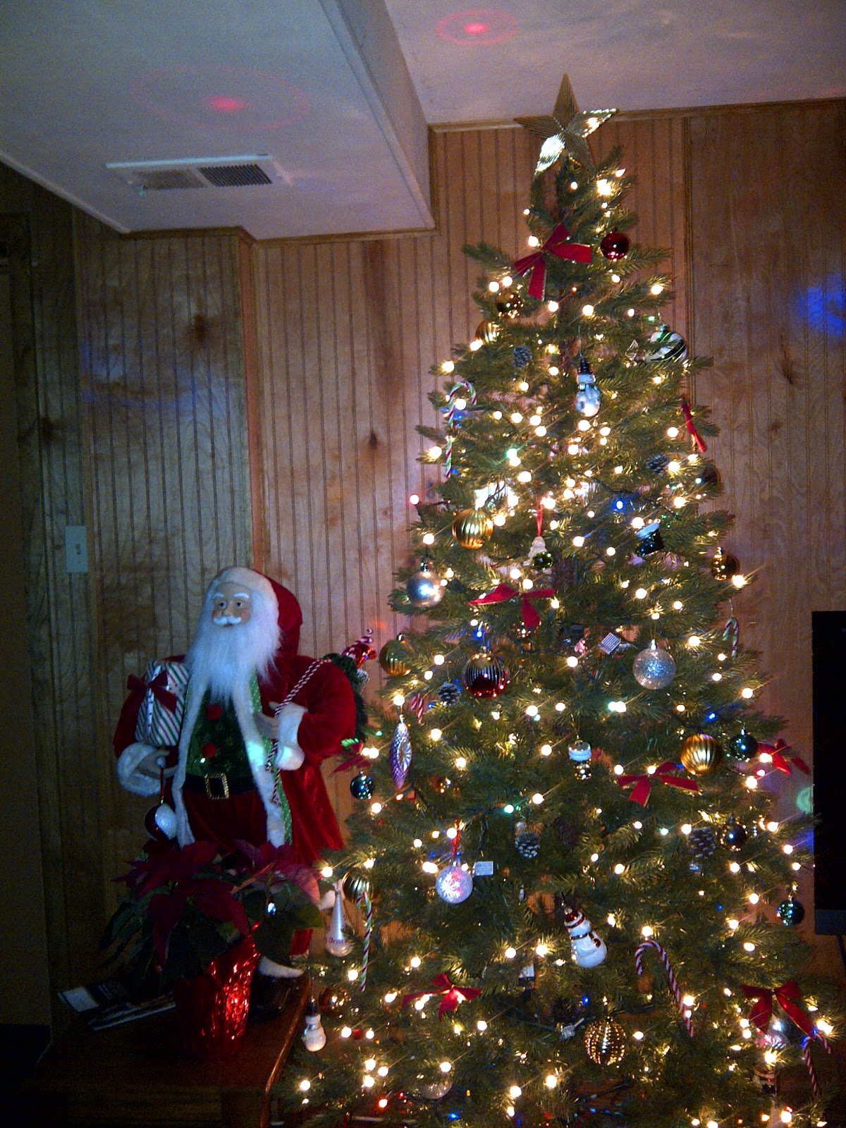 A Virginia Christmas Tree - Youth Journalism International