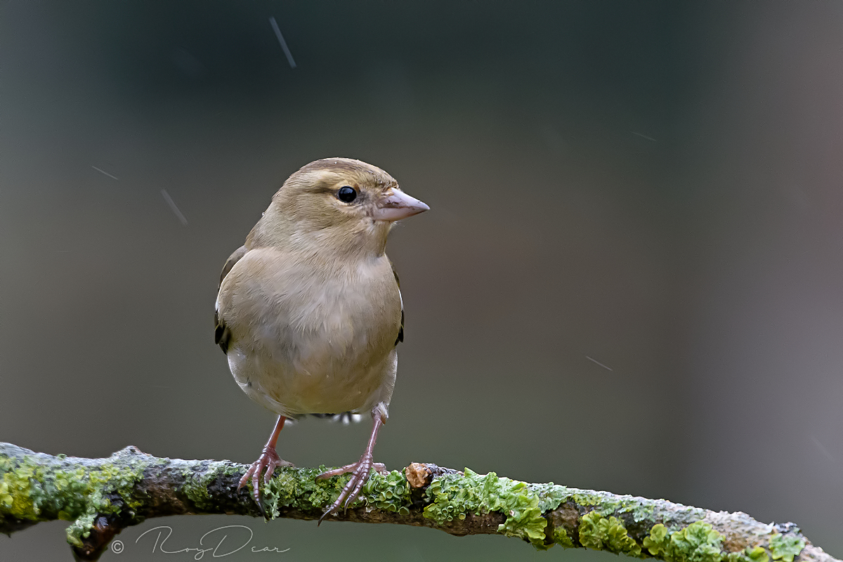 Foto's: Vink
