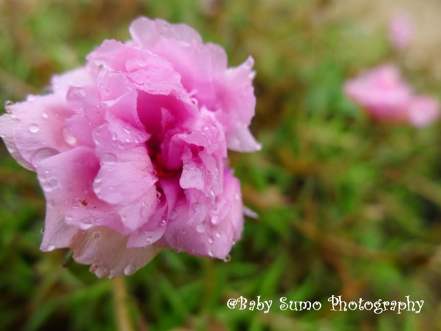 Baby Sumo Photography: Pink roses - KL, Malaysia