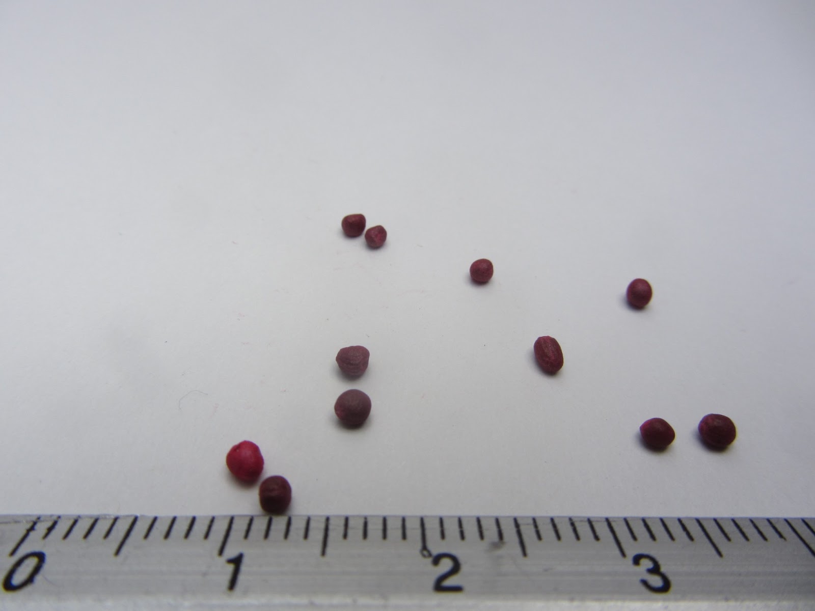 La mera verda: Qué Semilla Es Cuál?? Catálogo de Semillas V