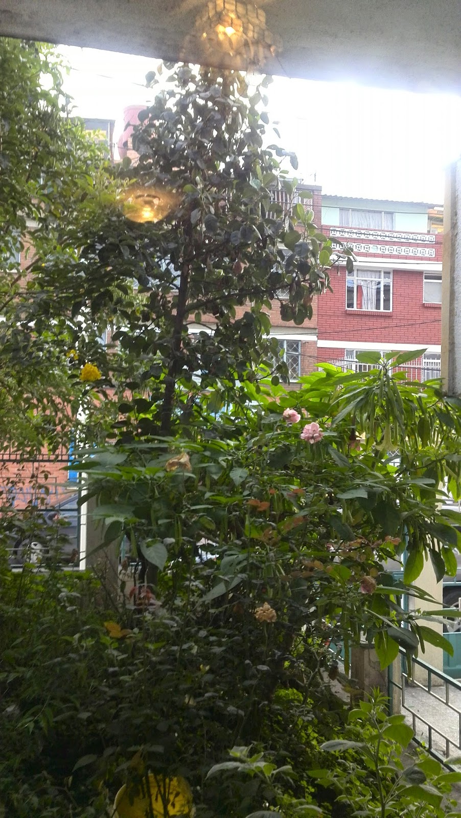 Pro-Guaitarilla: EL MOTILON – DE GUAITARILLA