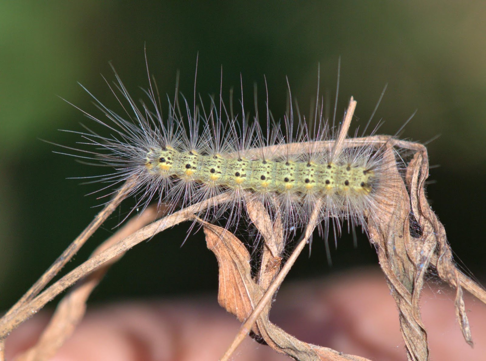 Nature Ramblers: Ramble Report October 5 2017