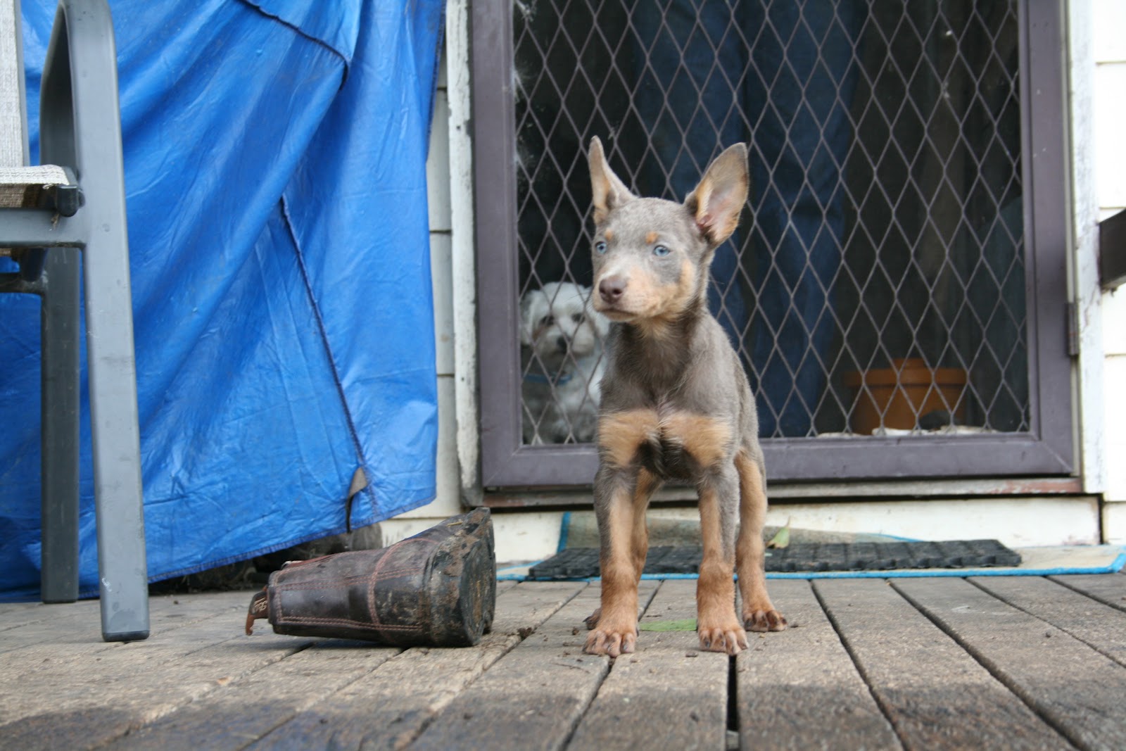 Silver Star Kelpie Stud