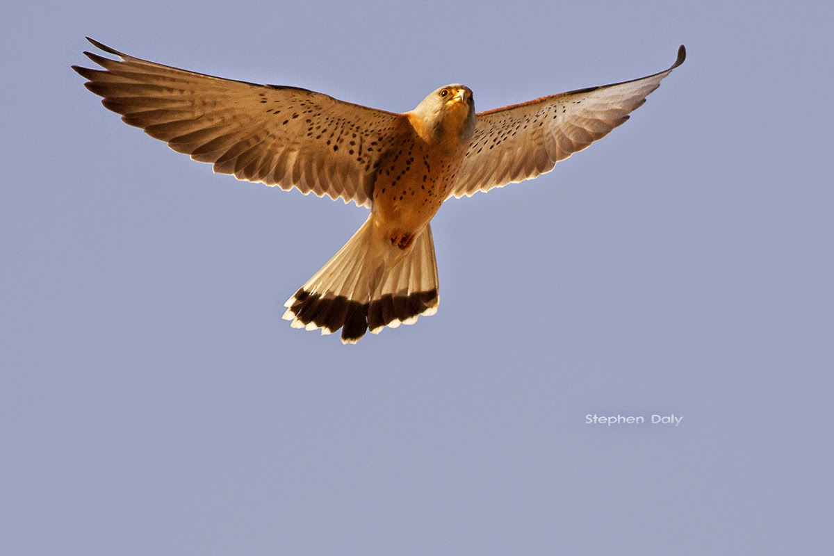Spring Migration Tour on The Strait of Gibraltar with Stephen Daly ...