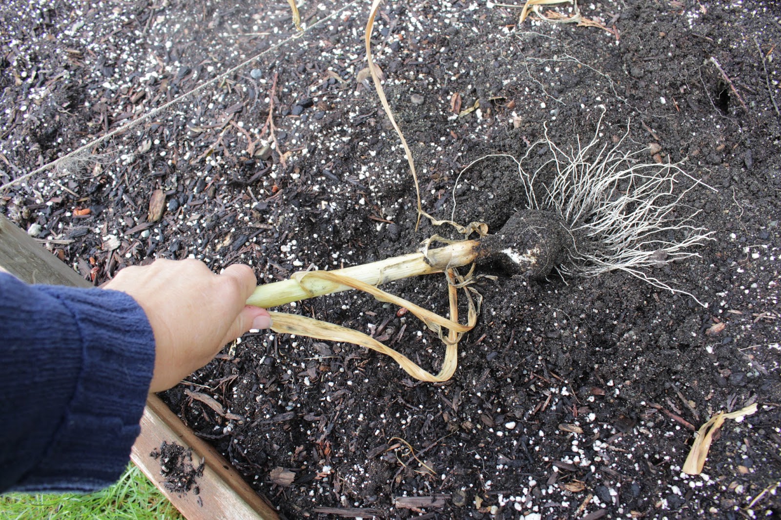 Harvesting and Curing Garlic