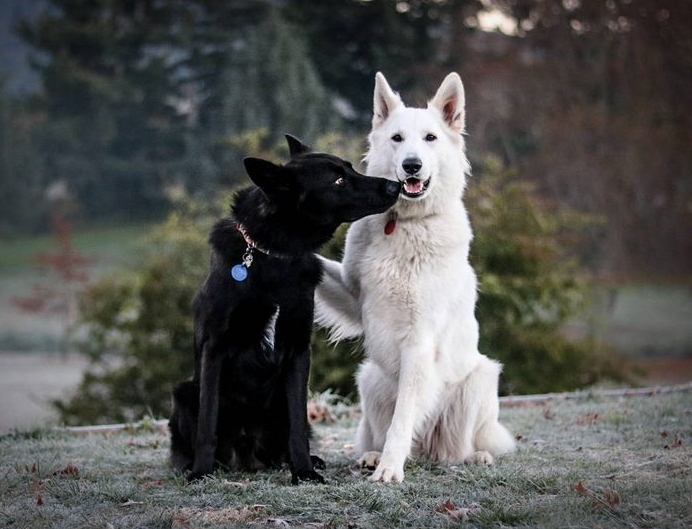 White Wolf : These dog wedding photos is all you need to see today