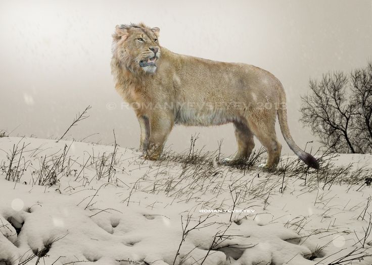 El león de las cavernas. El felino que surgió del frío.