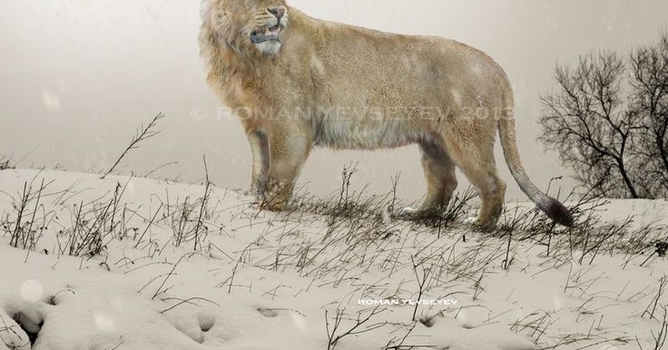 El león de las cavernas. El felino que surgió del frío.