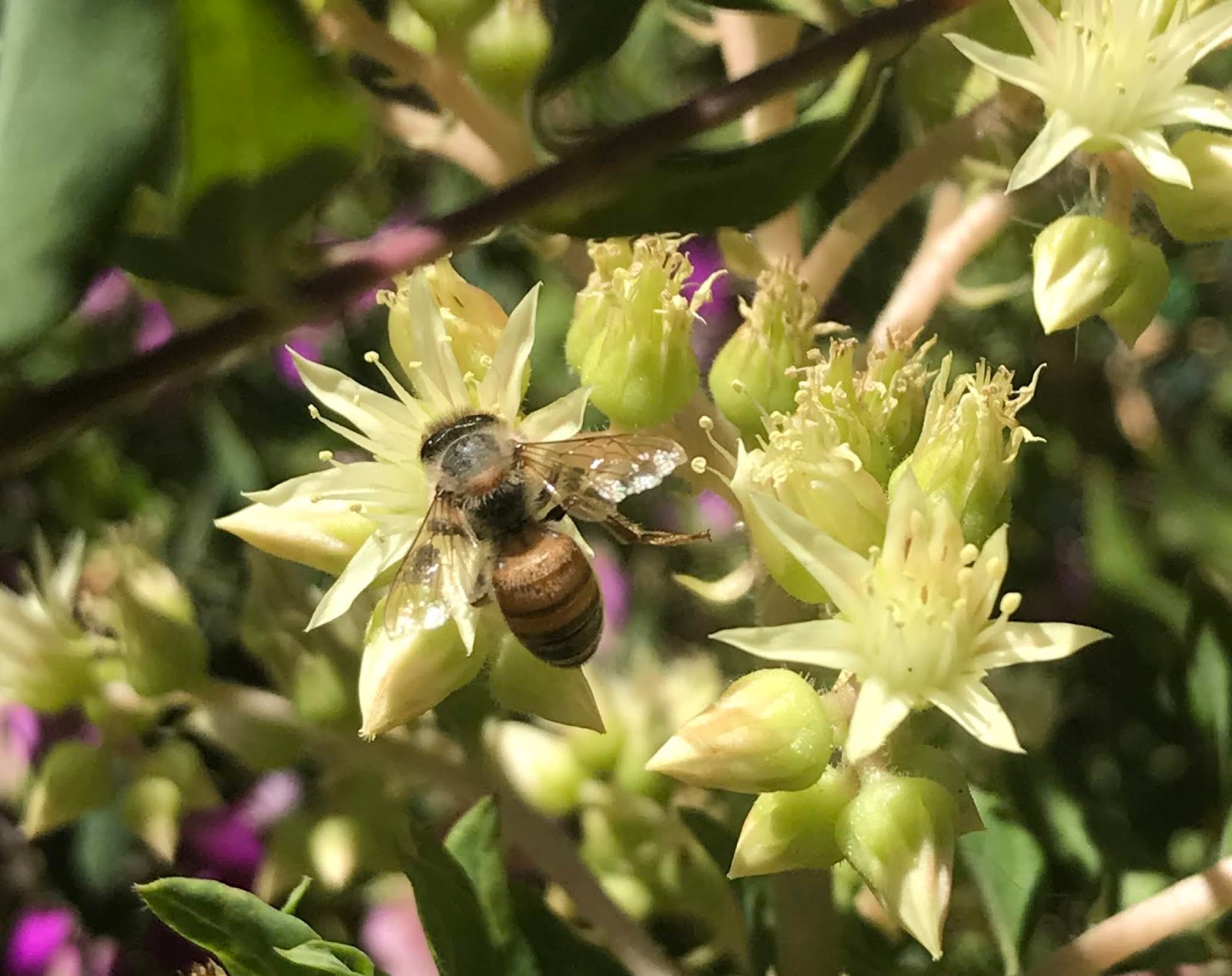 On Discovering A Garden: Gopher Resistant Plants