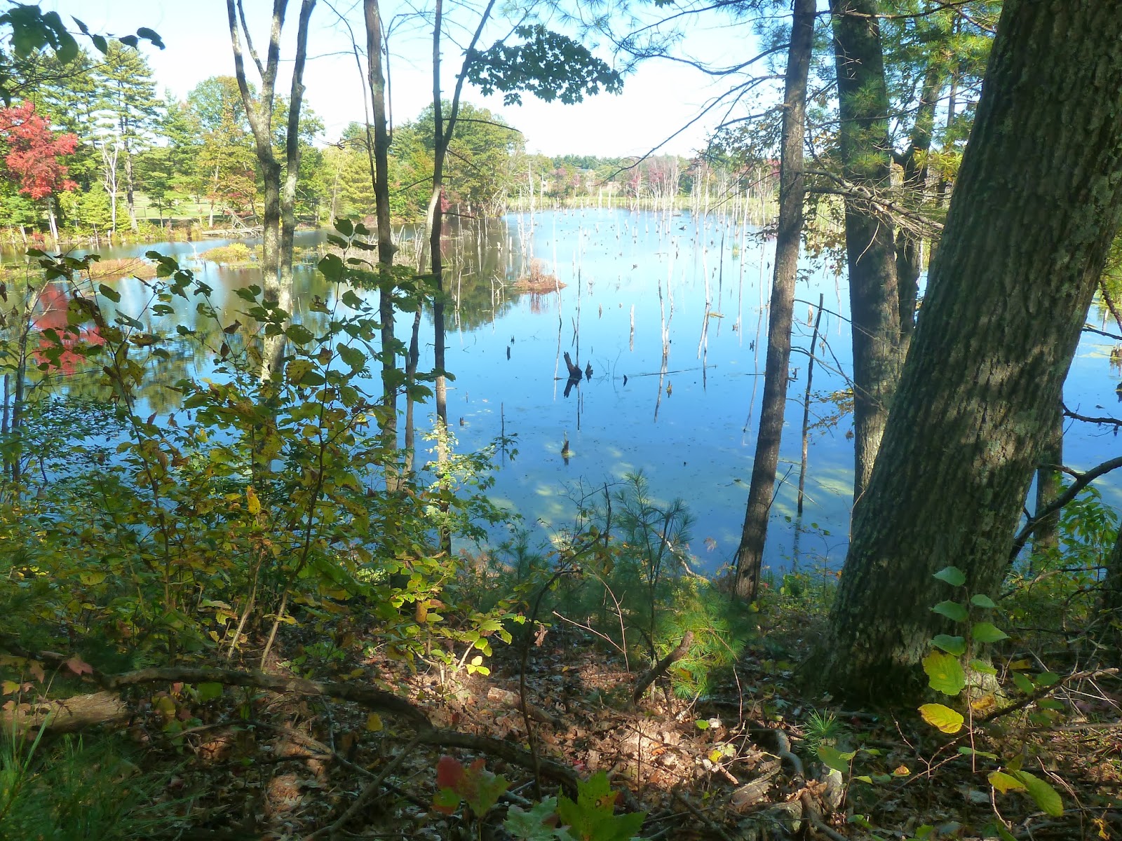 Belchertown Environment, Science and Technology ... The BEST of Lake ...