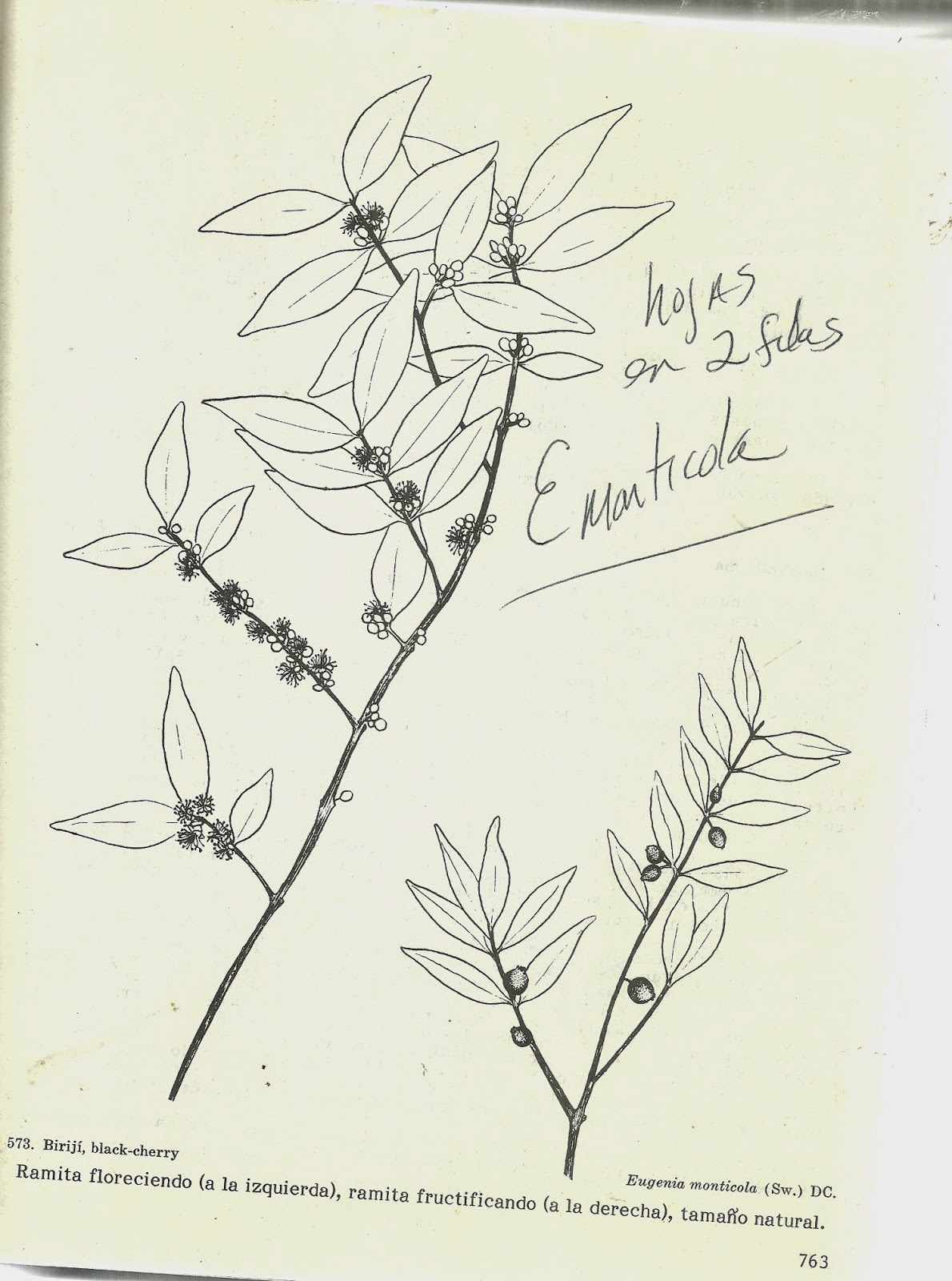 Flora de Puerto Rico Ilustrada Papo Vives: MYRTACEAE EUGENIA MONTICOLA ...