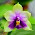 Plants are the Strangest People: Weirdo Loner-Type (Leuchtenbergia ...