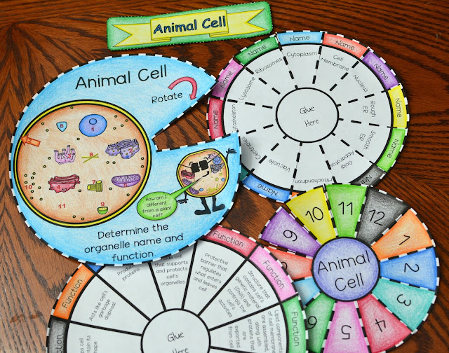 Math in Demand: Animal Cell Foldable