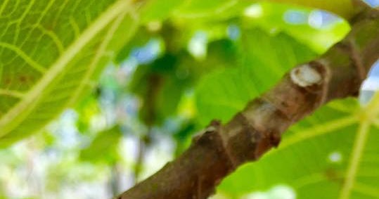 Figs Photo Collection Around the World: Brazilian XP Figs