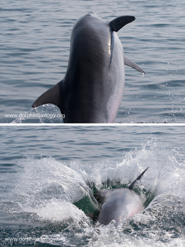 Dolphin Biology and Conservation: Breach and wash