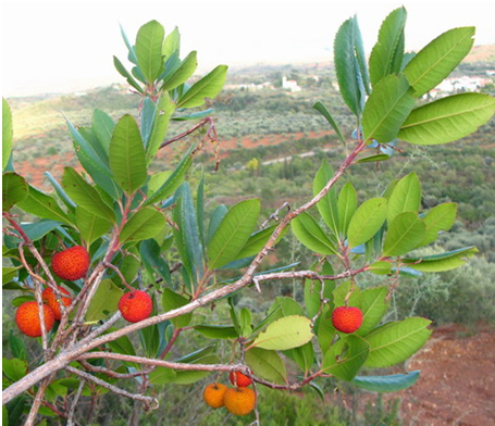 Φυτά & μέλισσες: ΚΟΥΜΑΡΙΑ (Arbutus Unedo, Strawberry tree)