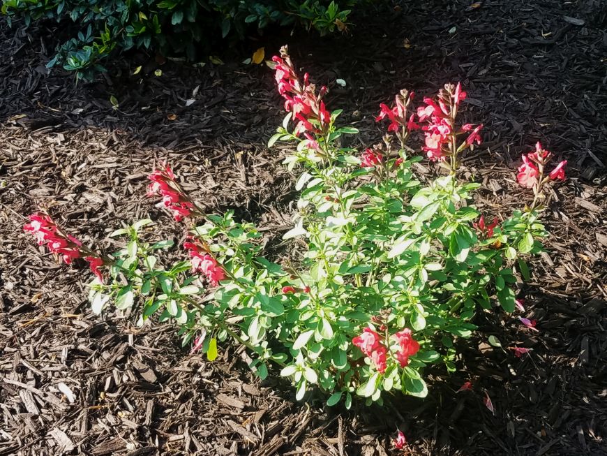 Future Plants by Randy Stewart: Garden Sage