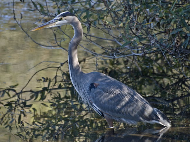 Colin Blogs: Birds I'm Watching: Lake Ralphine, Santa Rosa (October 31 ...
