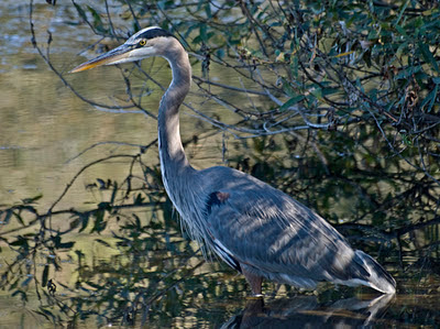 Colin Blogs: Birds I'm Watching: Lake Ralphine, Santa Rosa (October 31 ...
