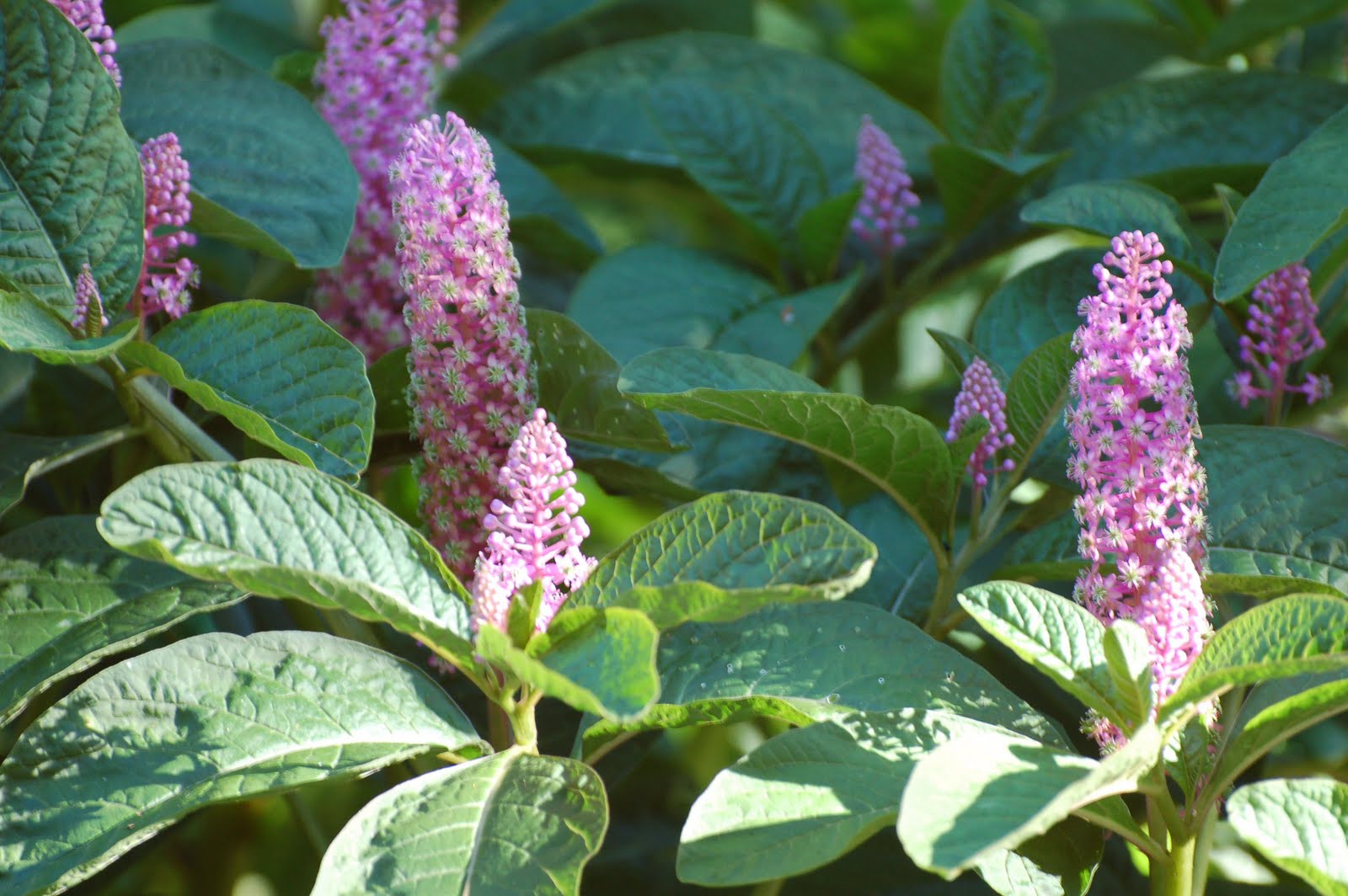 Garden Notes from Leaning Oaks: A Showy Phytolacca.