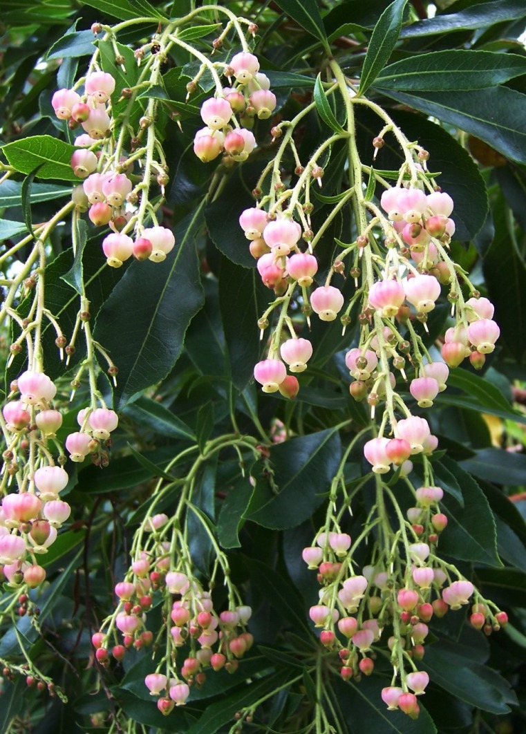 The 2 Minute Gardener: Photo - Strawberry Tree Flower (Arbutus unedo ...