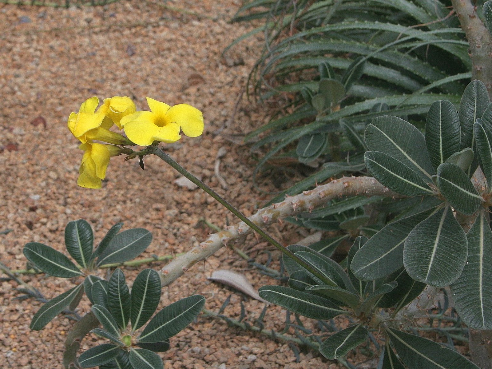 Plants: Pachypodium
