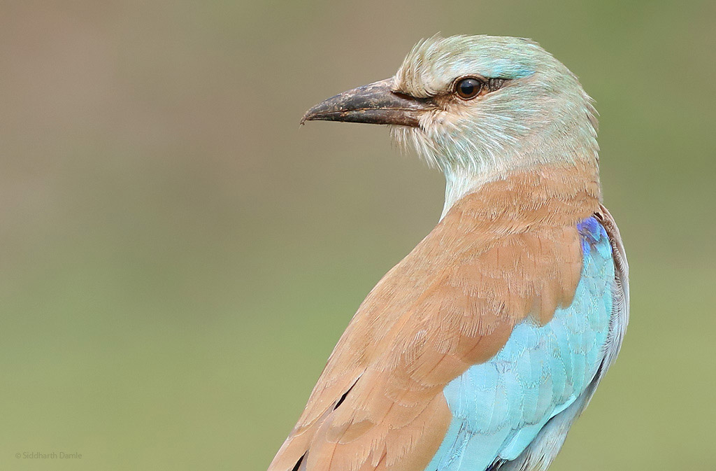 Indian Birds Photography: [BirdPhotoIndia] European Roller