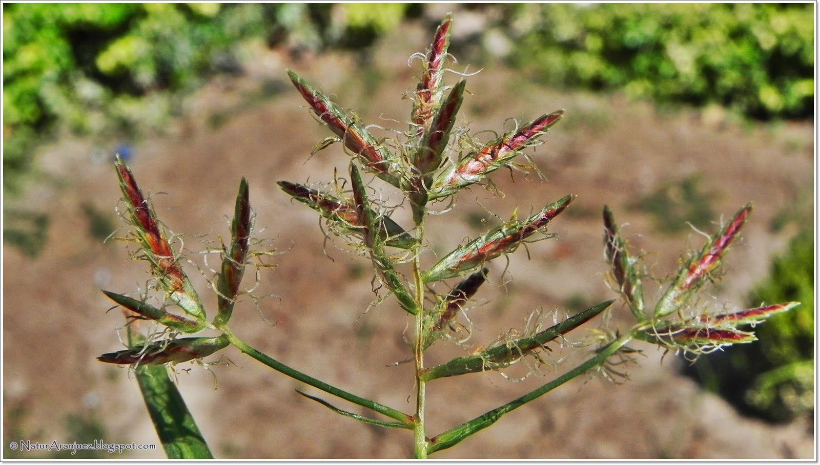 NaturAranjuez: Cyperus rotundus (JUNCIA)