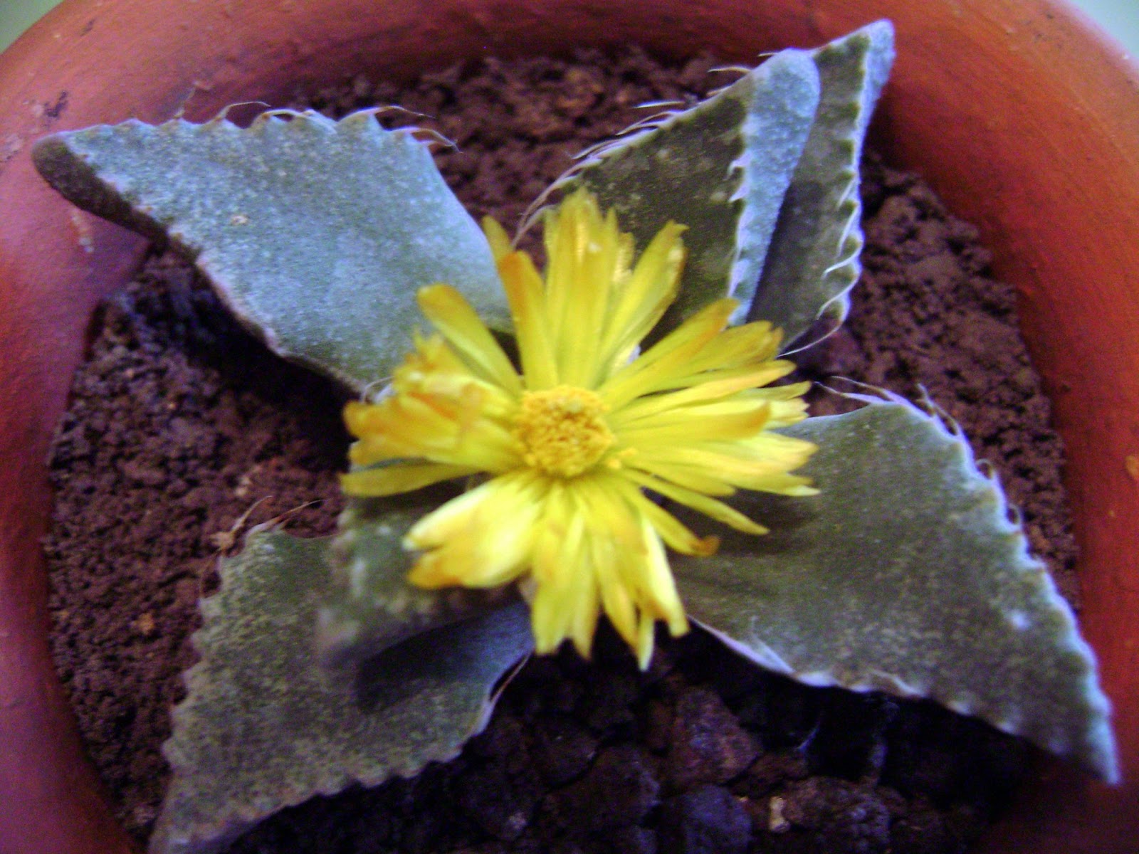 FAUCARIA