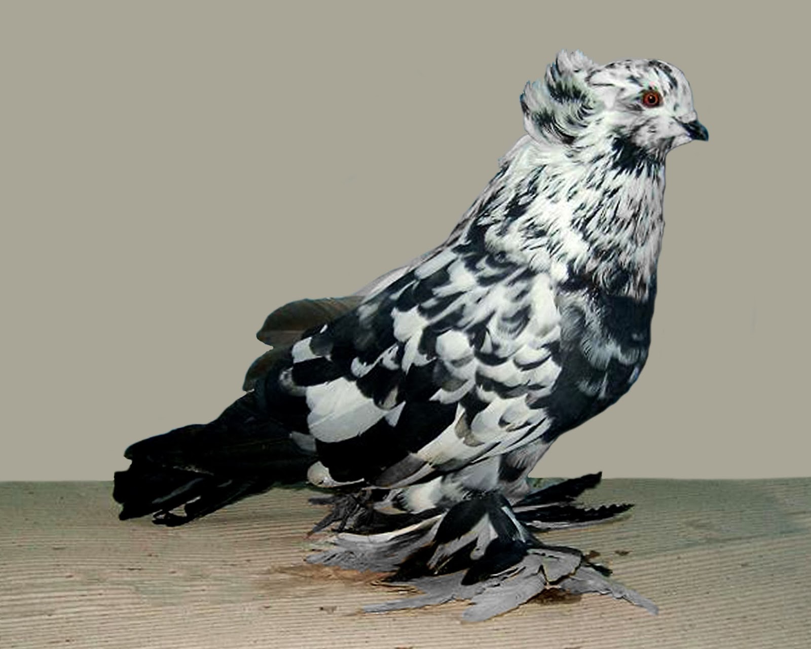 Fancy Pigeon Breeds: Hungarian Giant Pigeon