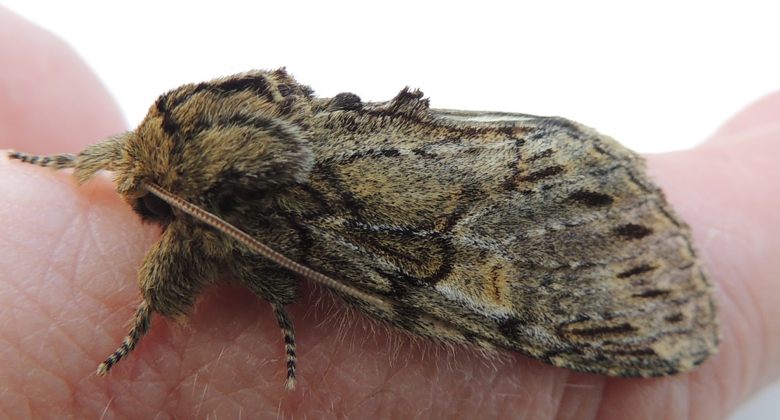 Ceredigion Moths: A Trio of Prominents