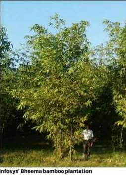 Beema Bamboo: Press Release